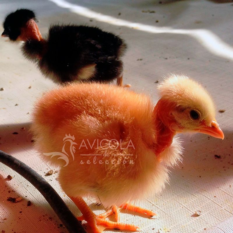 Comprar Pollita Cuello Pelado De hasta 2 semanas