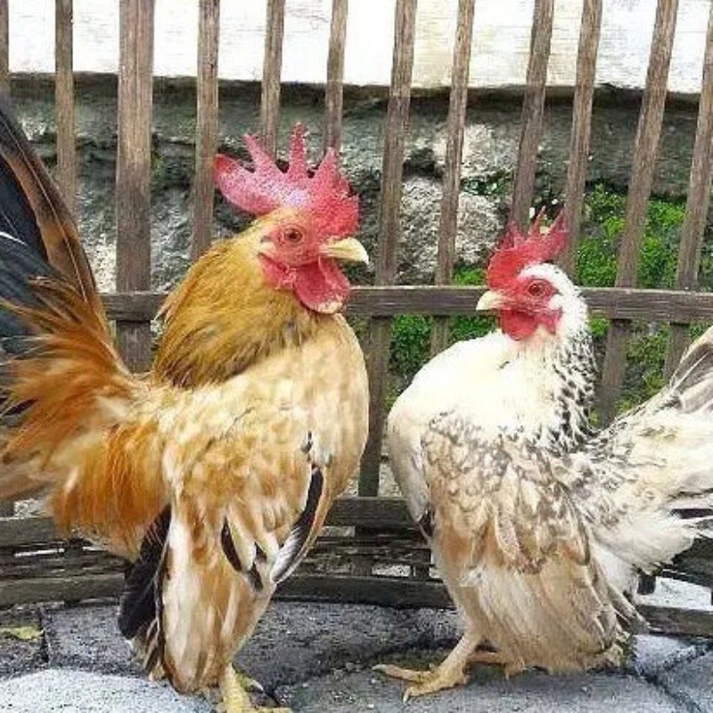 Pareja Serama Europea